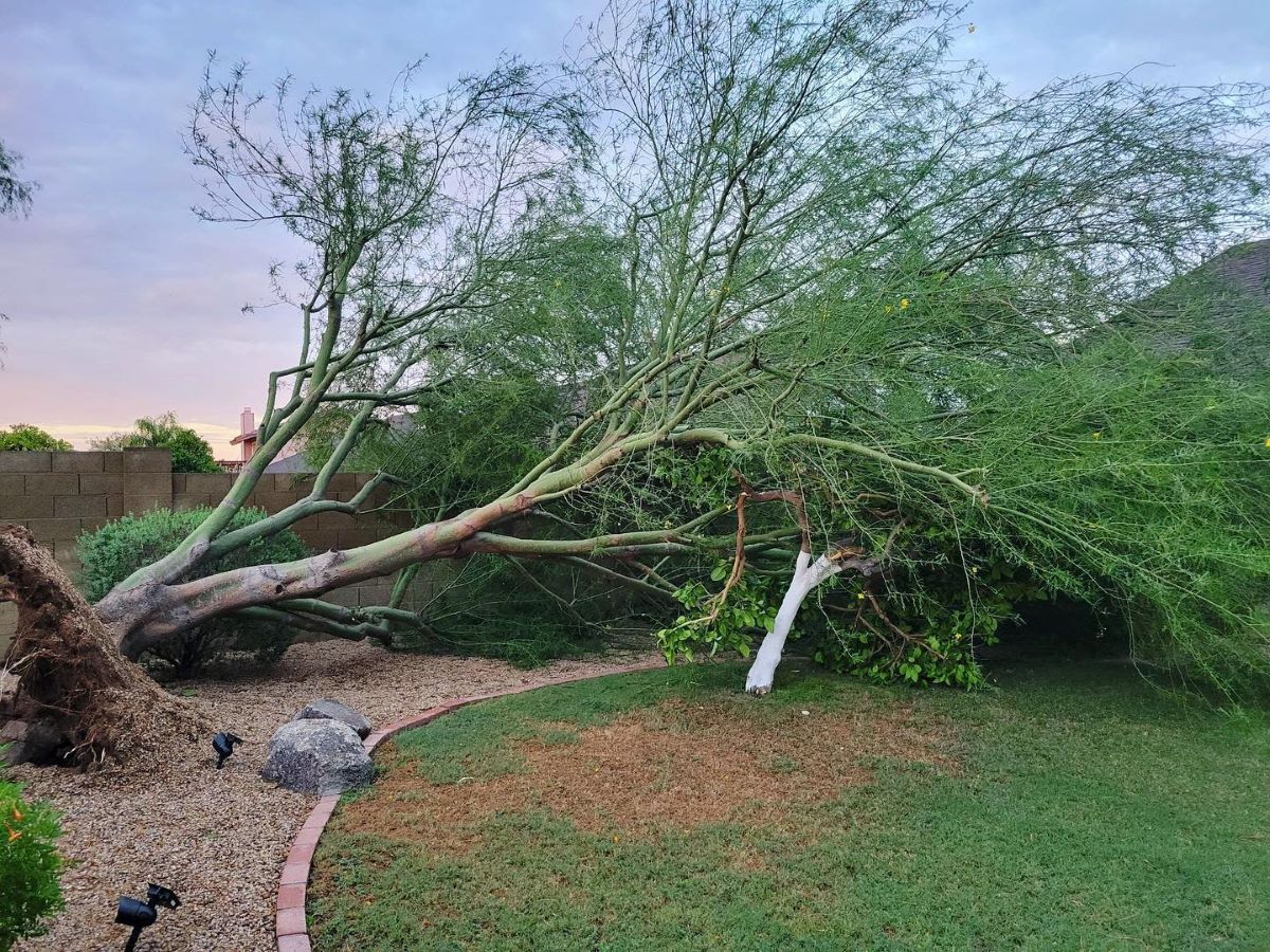 Tree Removal Phoenix AZ | Chips Tree Service